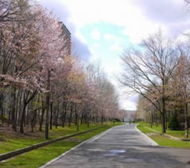 Nakajima Park